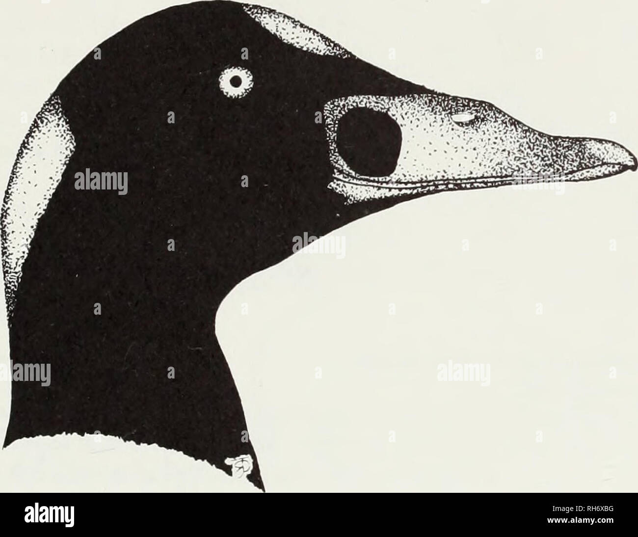 . Breeding birds of Ontario : nidiology and distribution. Birds; Birds ...