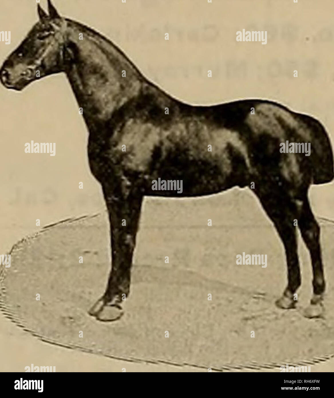 . Breeder and sportsman. Horses. Kinney Lou 2:07 Reg. No. 37621 FASTEST ...