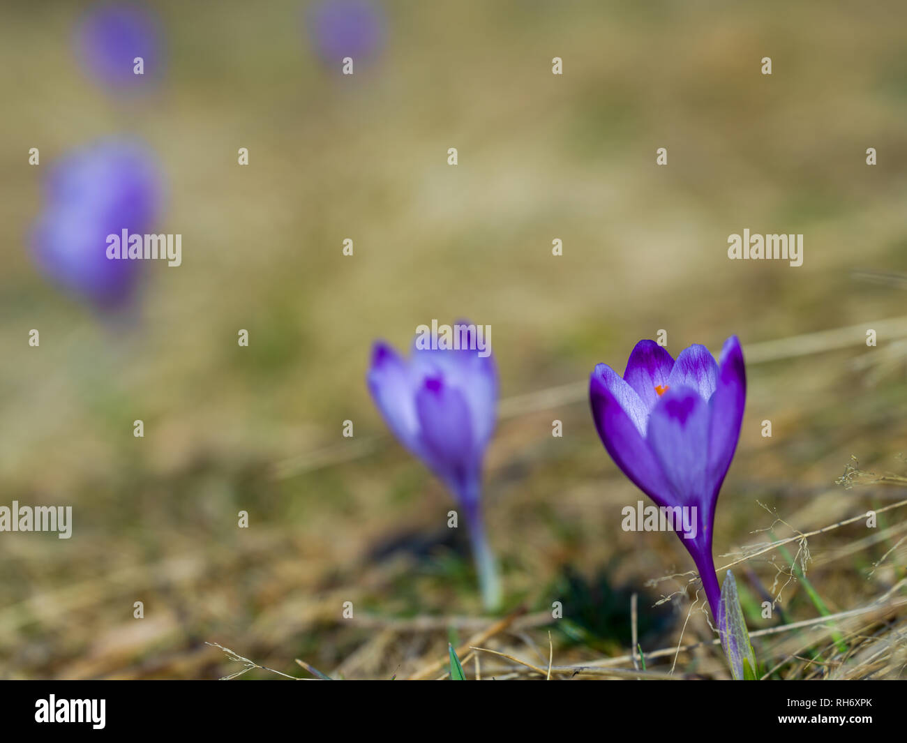 First spring flowers iris blue flower march flowers spring hi-res stock ...