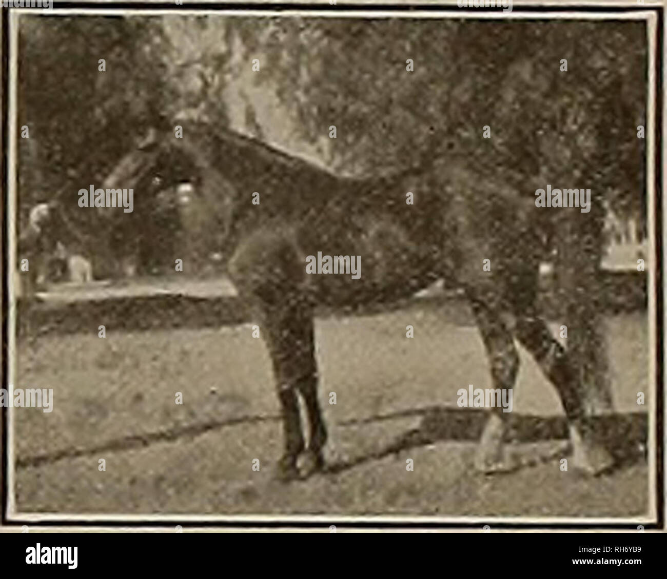 El chango hi-res stock photography and images - Alamy