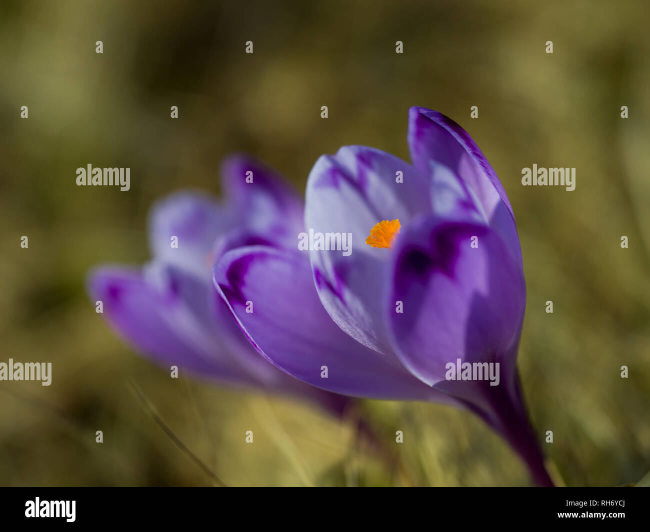 First spring flowers iris blue flower march flowers spring hi-res stock ...