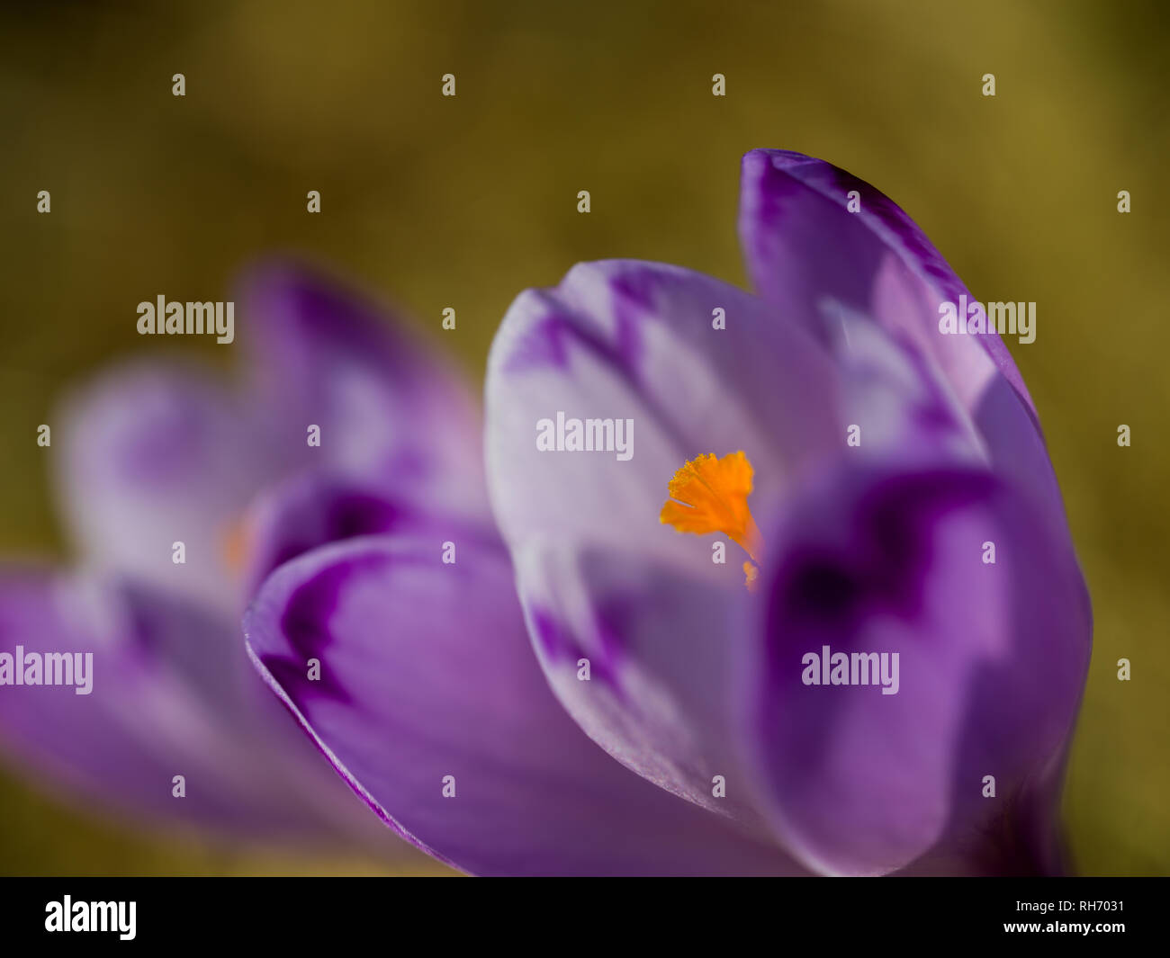 First spring flowers iris blue flower march flowers spring hi-res stock ...