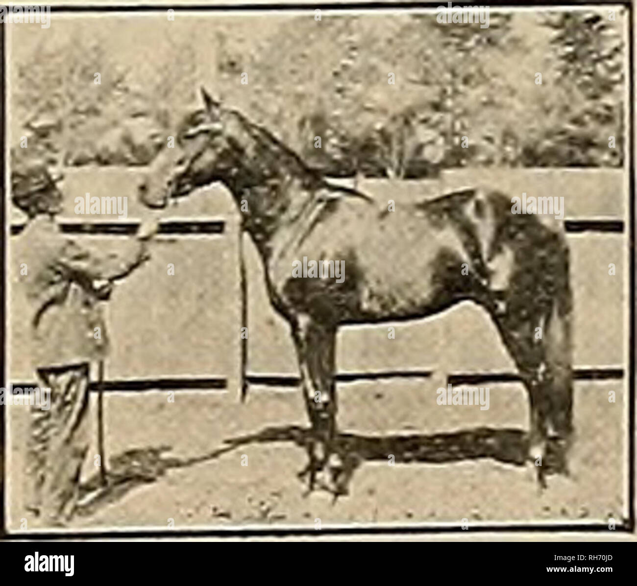 . Breeder and sportsman. Horses. BUDD DOBLE. San Jose, Cal. Fee, $50 ...