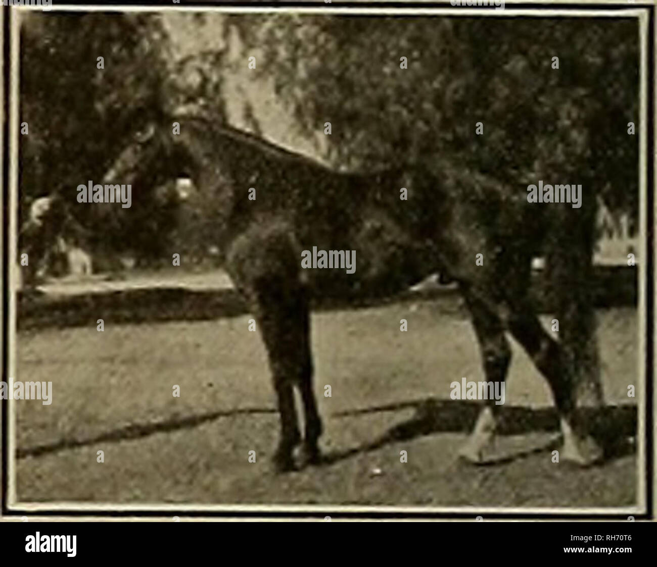 El chango hi-res stock photography and images - Alamy