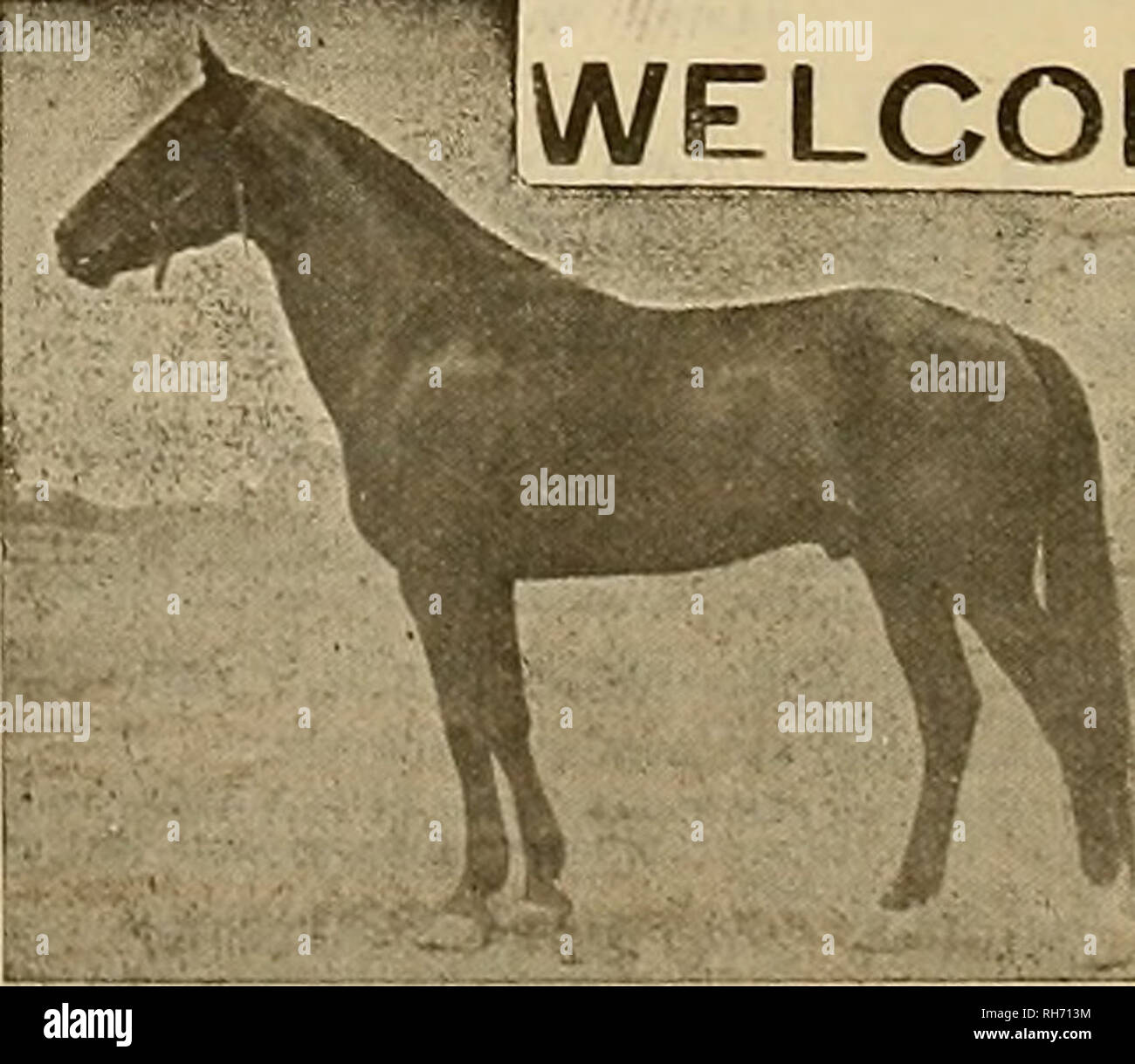 . Breeder and sportsman. Horses. HAROLD RECORD 2:131 sir.- ..r JANICE 8 ...