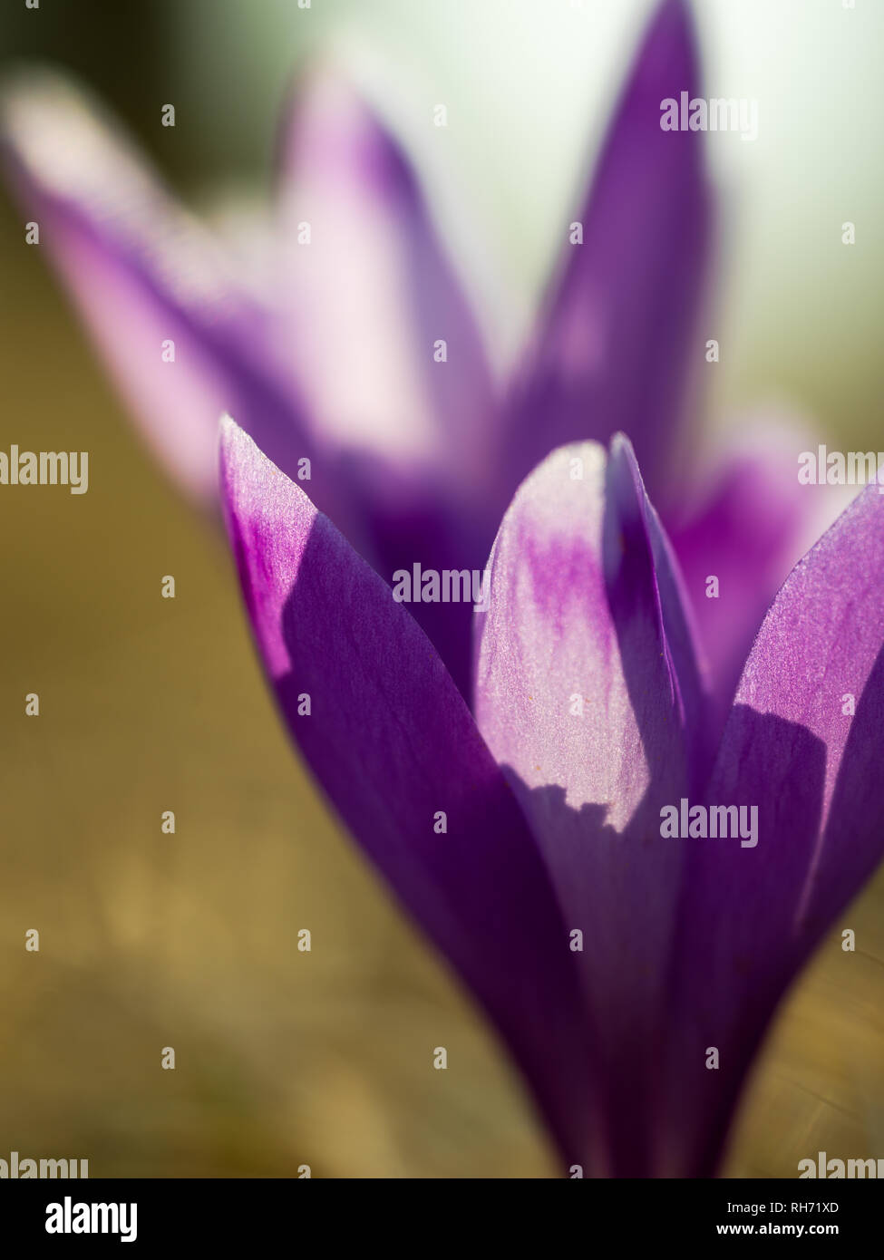 First spring flowers iris blue flower march flowers spring hi-res stock ...
