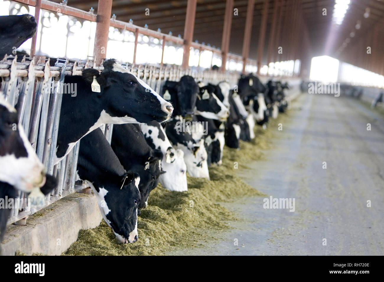 Cows on a dairy farm in Arizona Stock Photo - Alamy