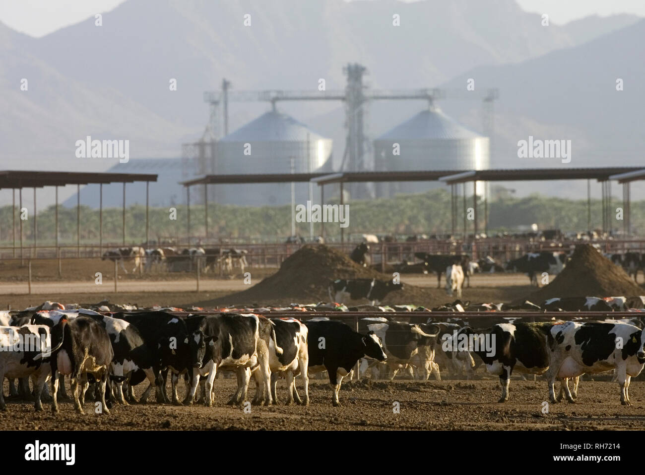 Cows on a dairy farm in Arizona Stock Photo - Alamy