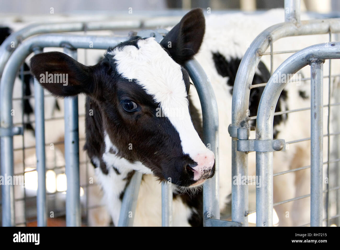 Dairy in arizona hi-res stock photography and images - Alamy