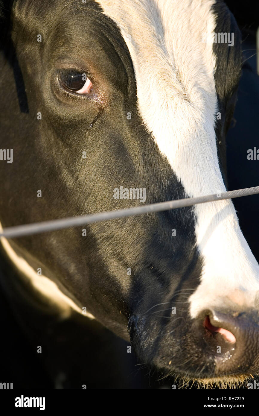 Cows on a dairy farm in Arizona Stock Photo - Alamy