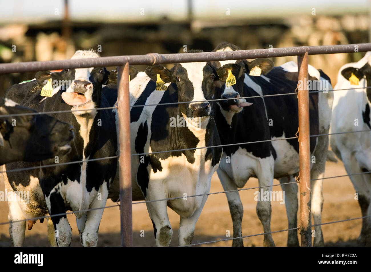Cows on a dairy farm in Arizona Stock Photo - Alamy