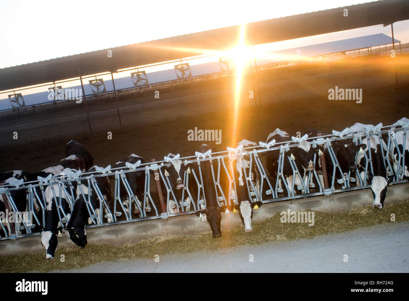 Cows on a dairy farm in Arizona Stock Photo - Alamy