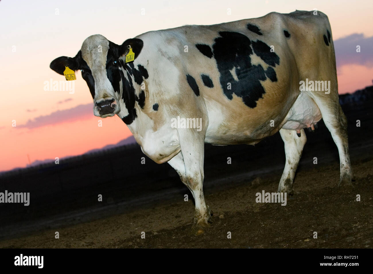 Dairy cows arizona hi-res stock photography and images - Alamy