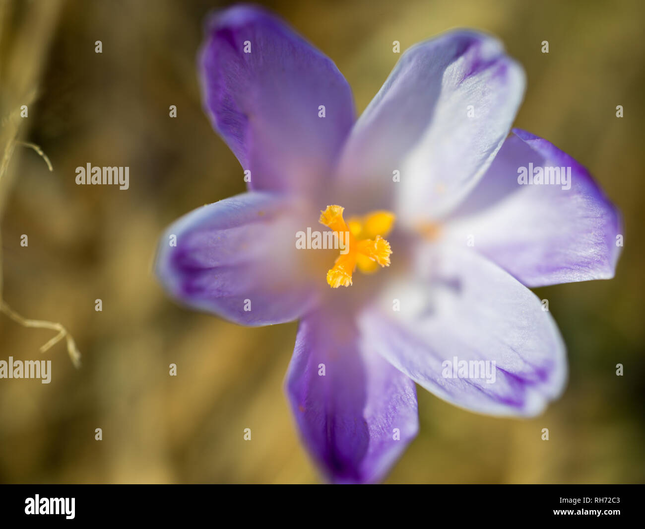 crocus purple flower first sign of spring Stock Photo - Alamy