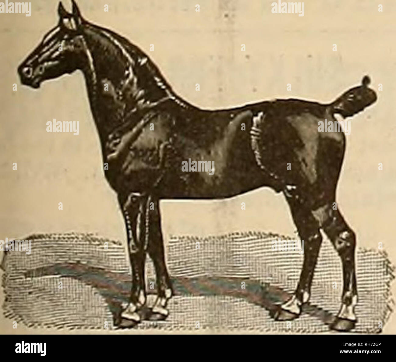 Durham shorthorn cattle hi-res stock photography and images - Alamy