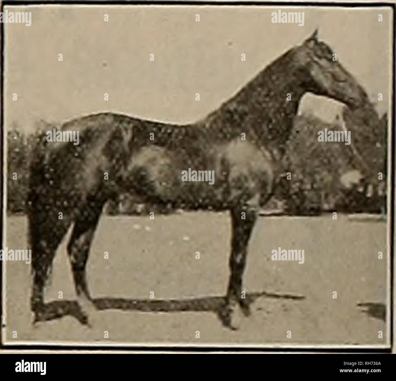 Volita hi-res stock photography and images - Alamy