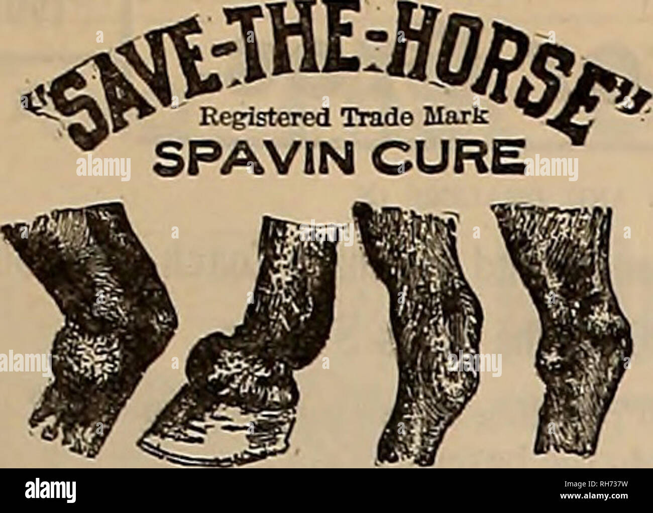 Bog Spavin Horse High Resolution Stock Photography and Images - Alamy