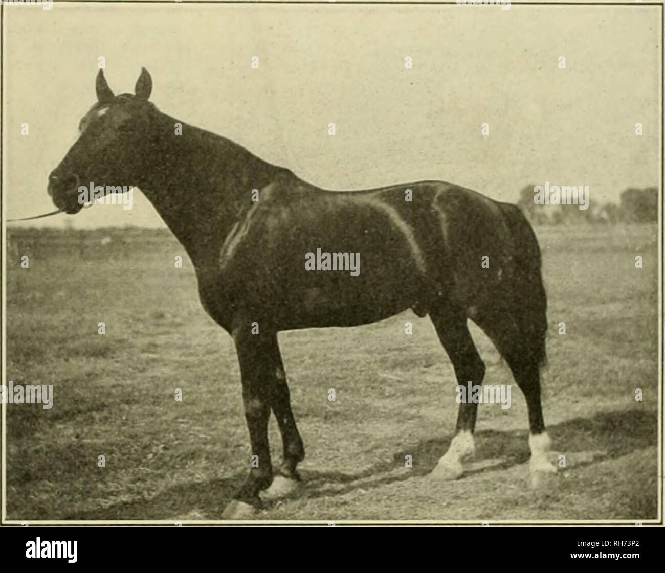 . Breeder and sportsman. Horses. Saturday, December 29, 1906] THE ...