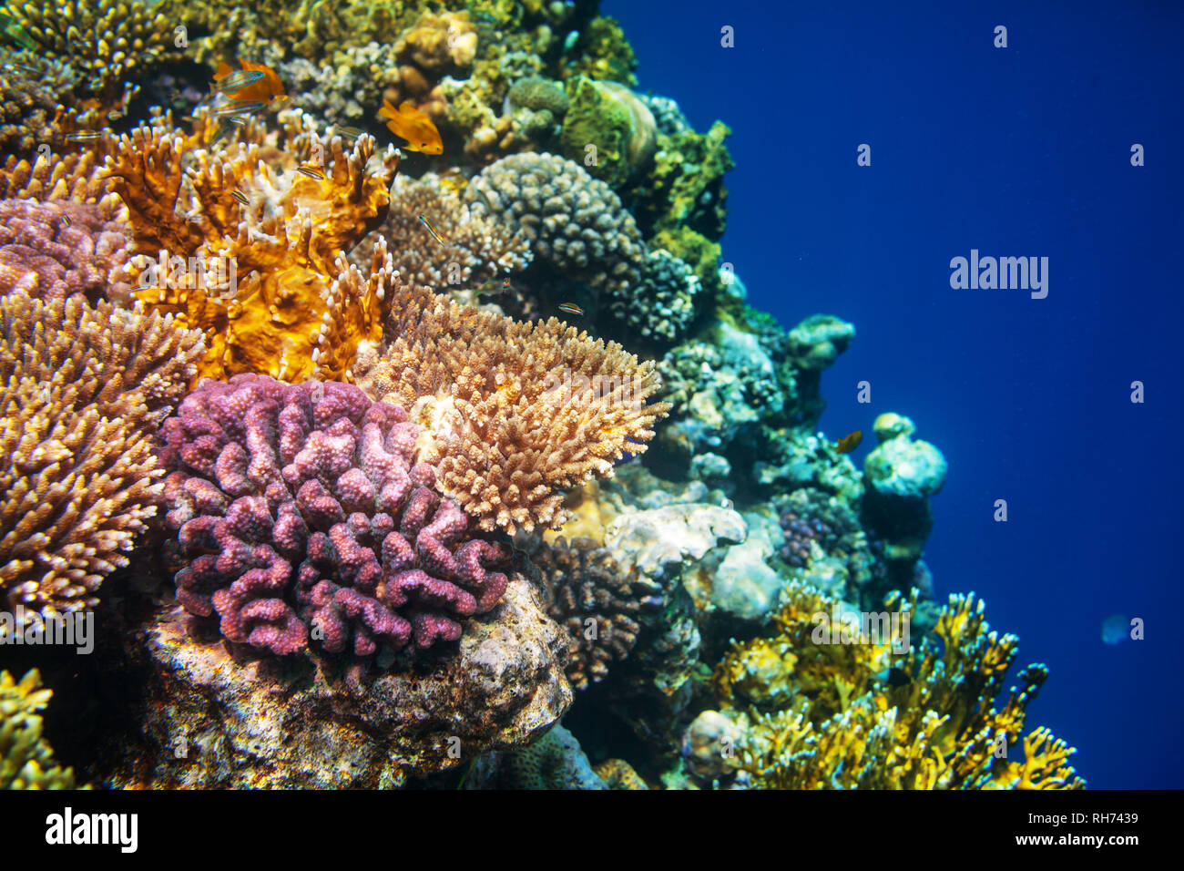 Living Coral reef in Red Sea, Egypt. Natural unusual background Stock Photo - Alamy