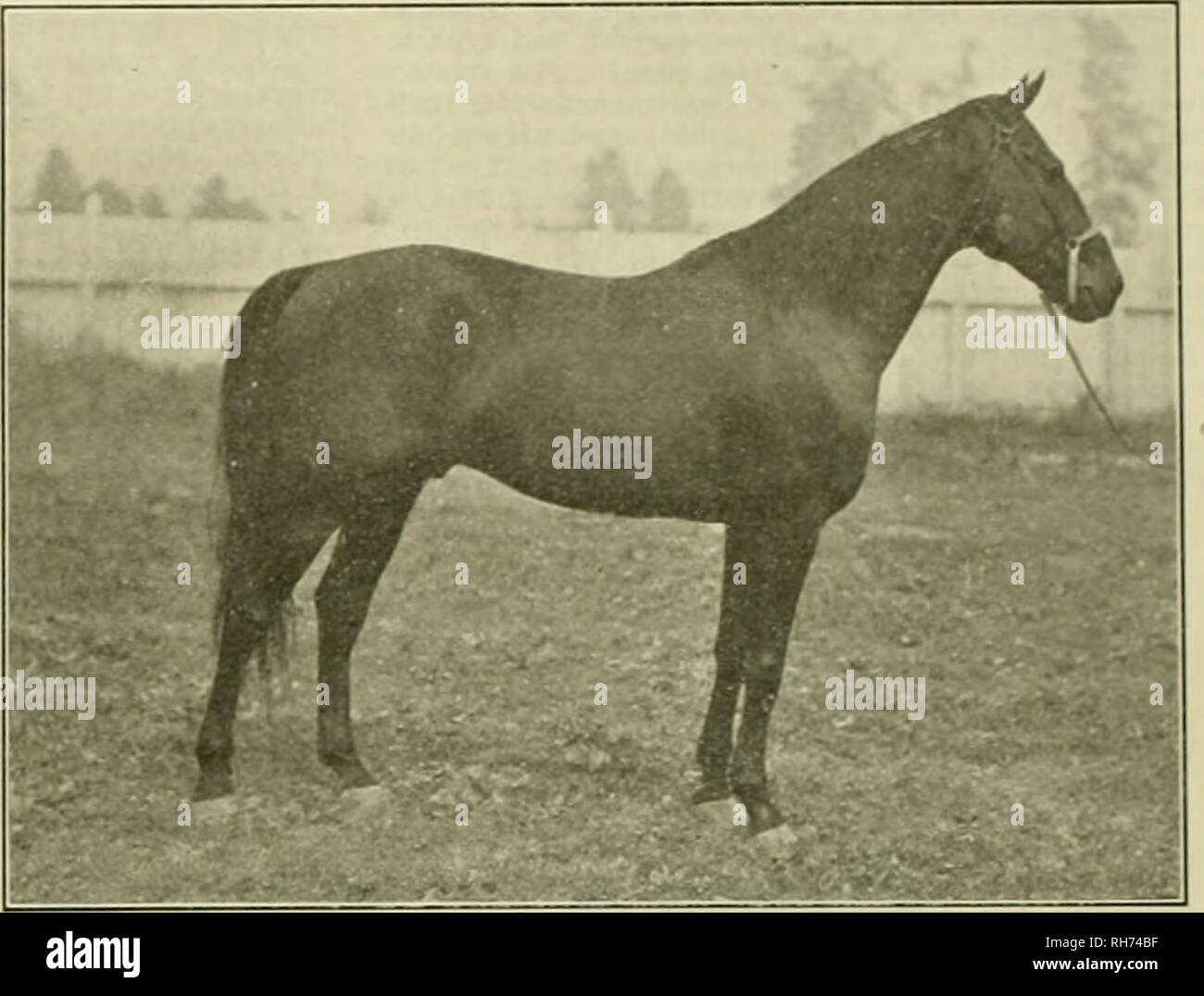 . Breeder and sportsman. Horses. HAZEL WALDSTEIN. him in charge ...