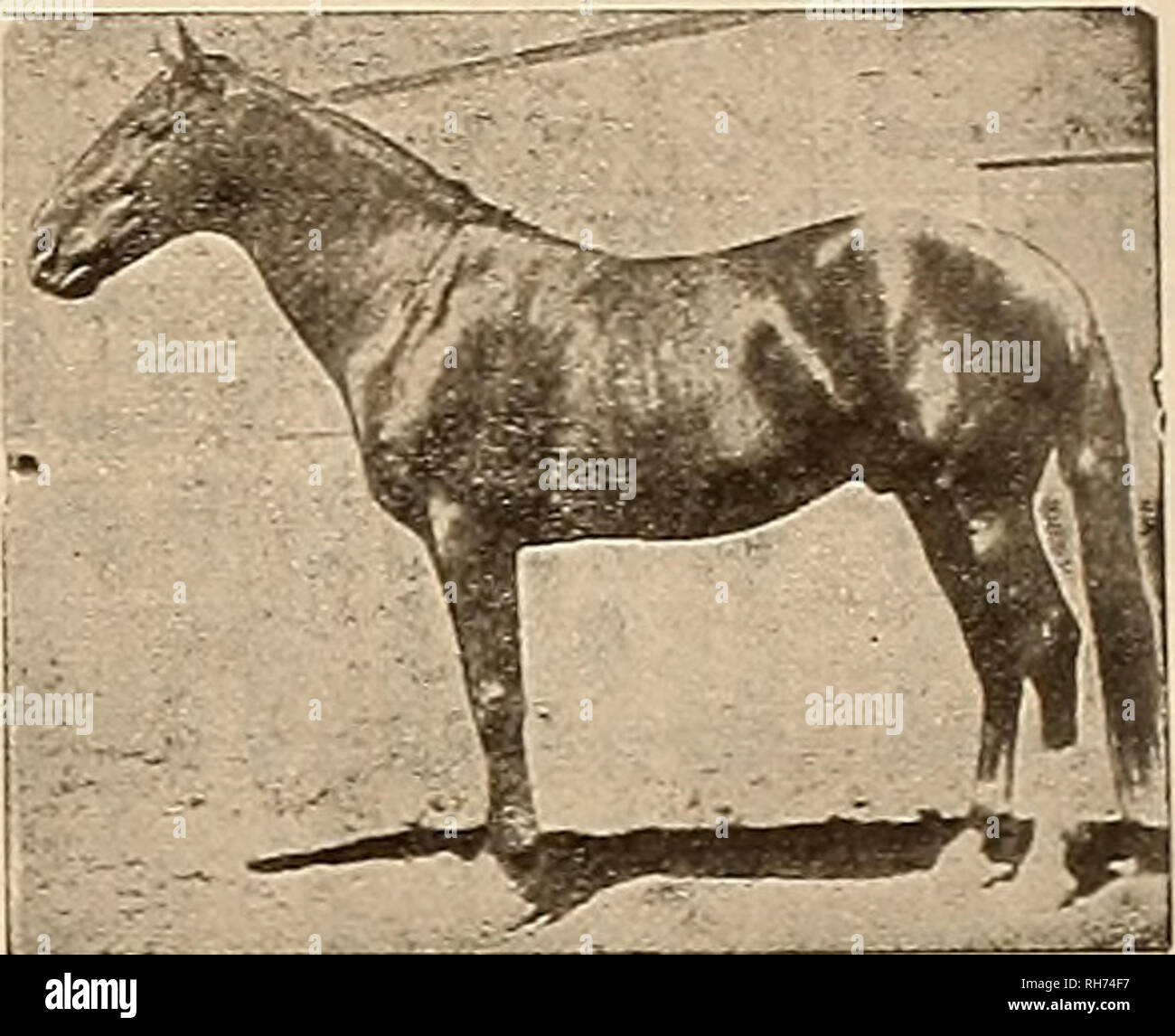 Palace of the count of flanders hi-res stock photography and images - Alamy