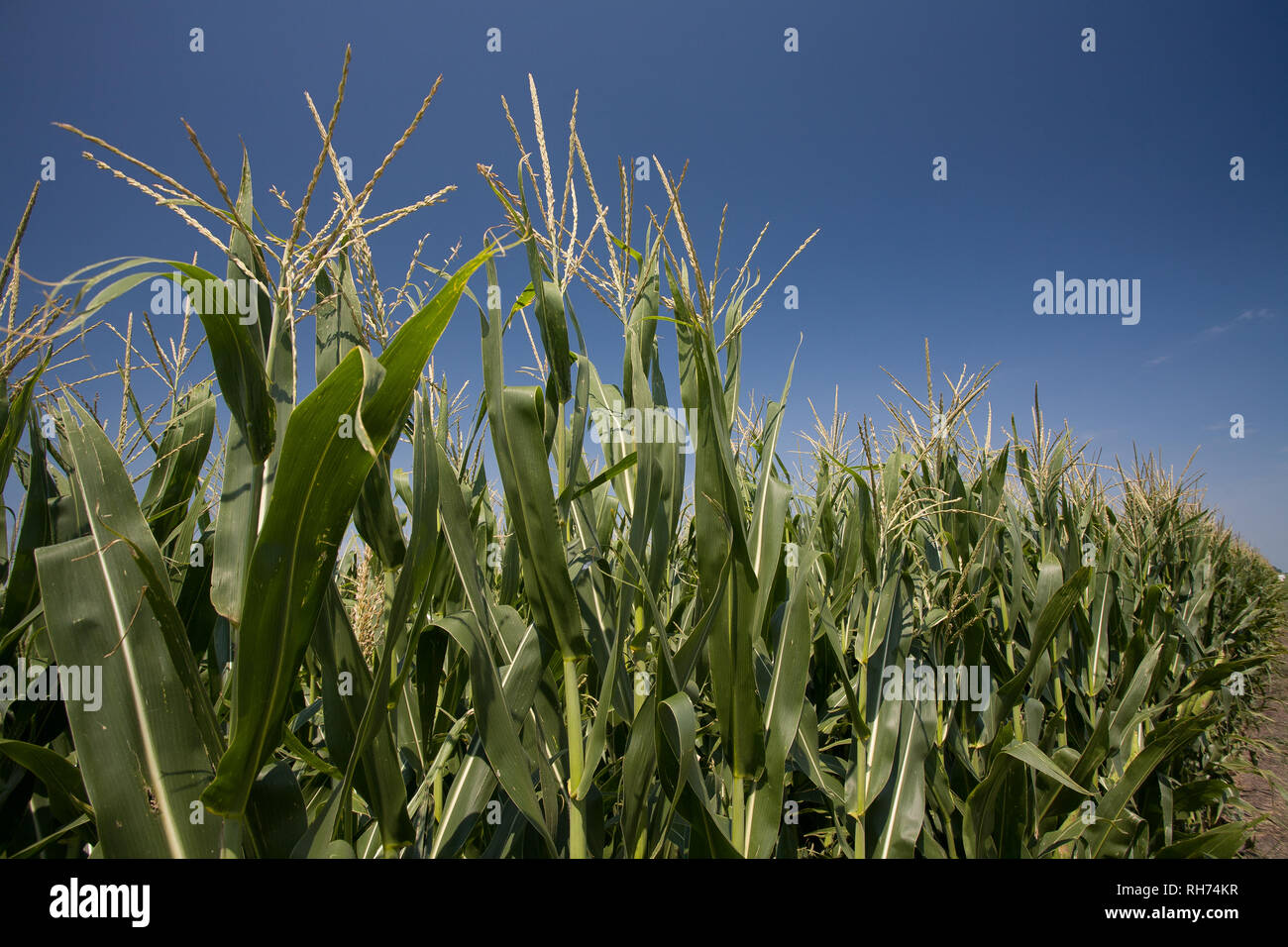 Corn tassles hi-res stock photography and images - Alamy