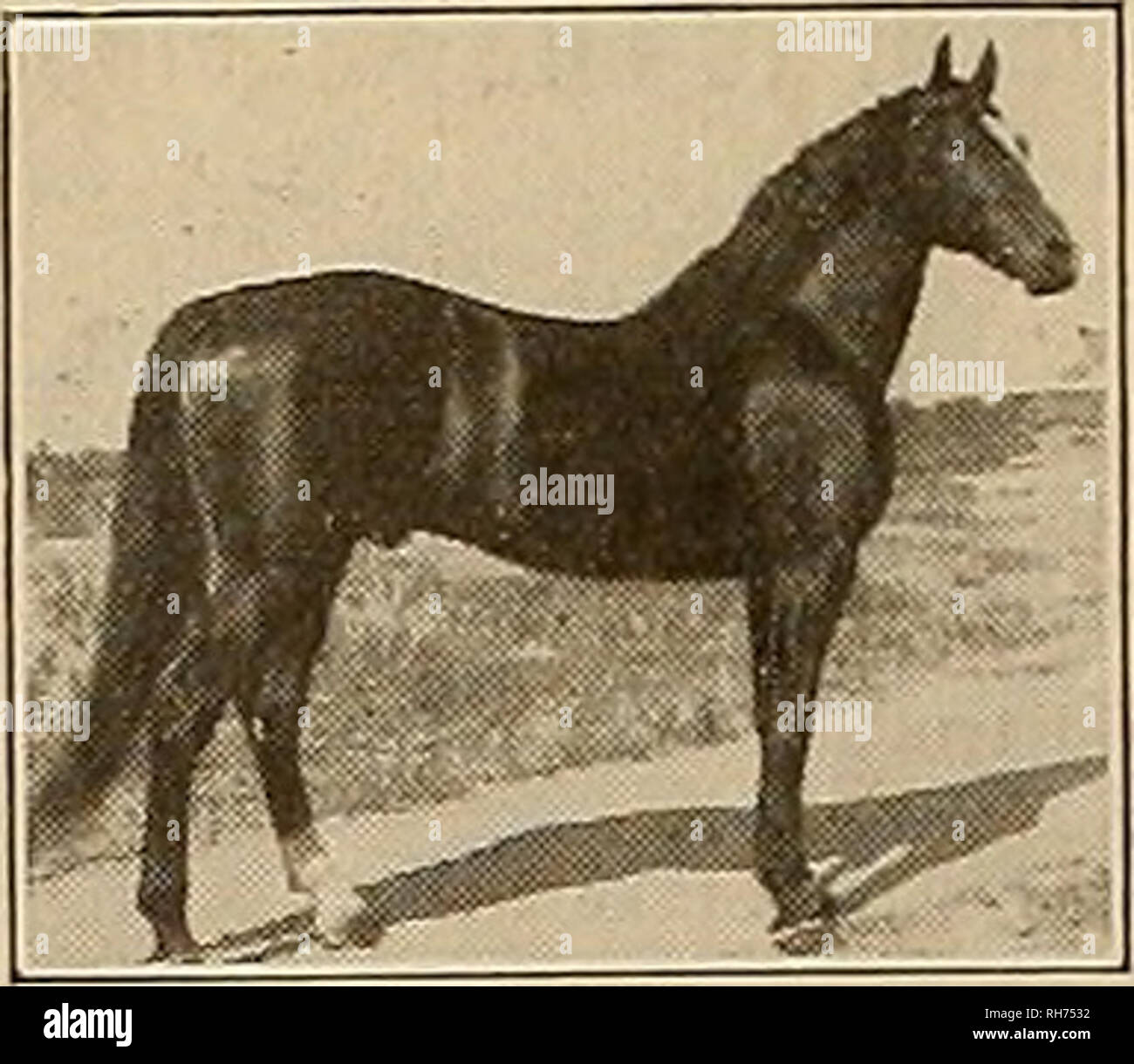 Chantilly horse racing hi-res stock photography and images - Alamy