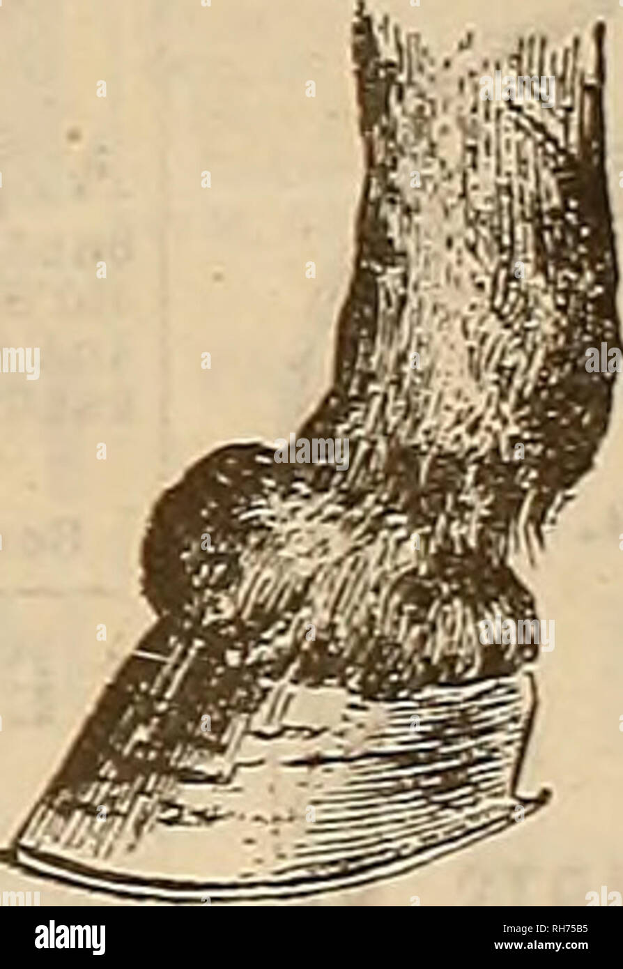 Weak central bone hi-res stock photography and images - Alamy