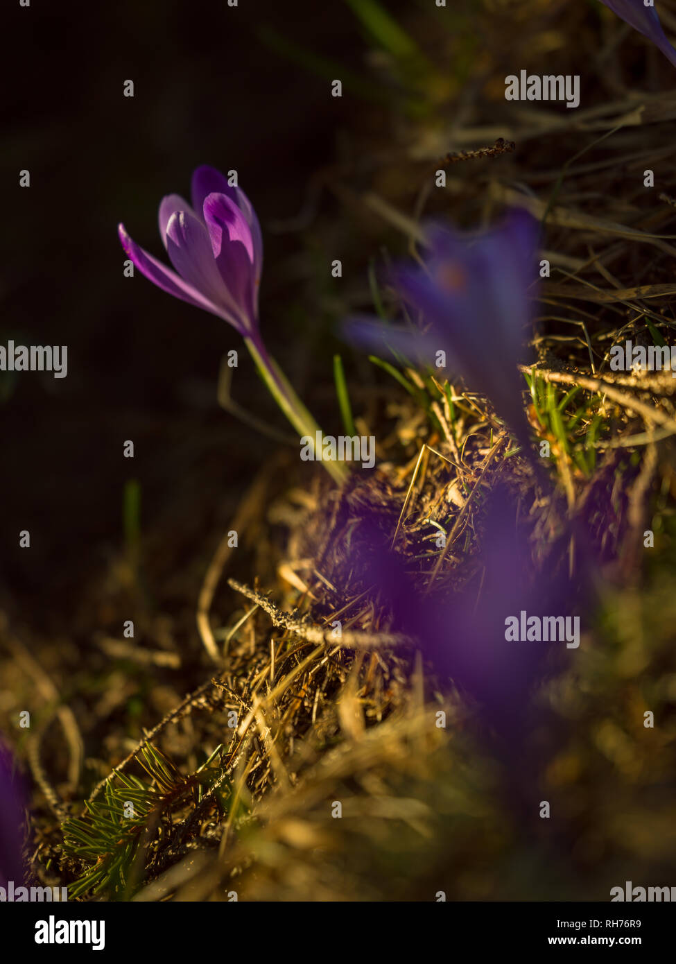 First spring flowers iris blue flower march flowers spring hi-res stock ...