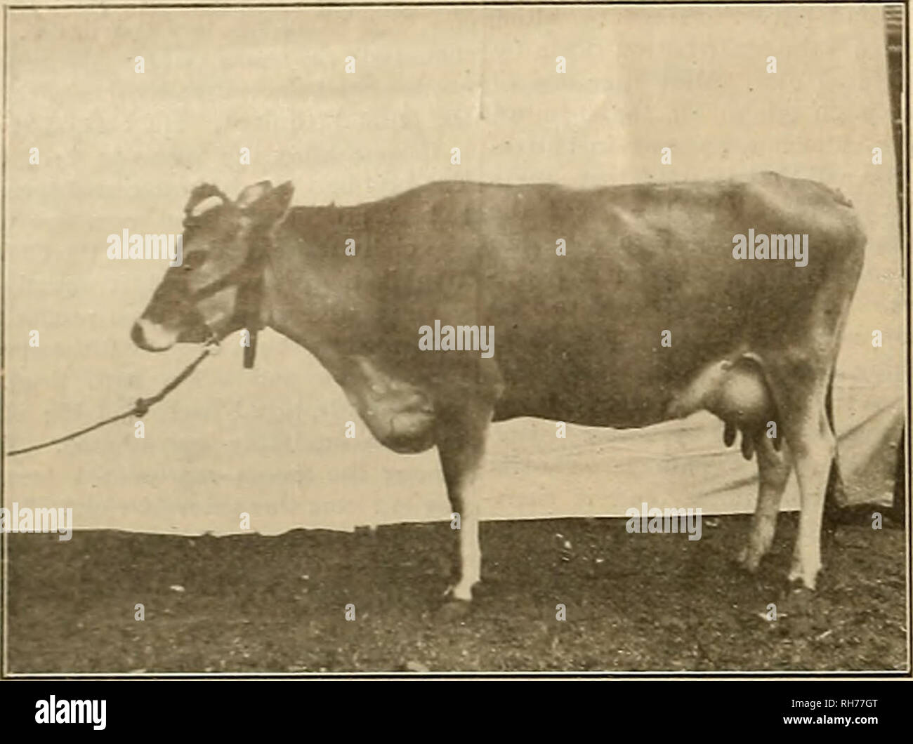 Fred The Show Expired Cow