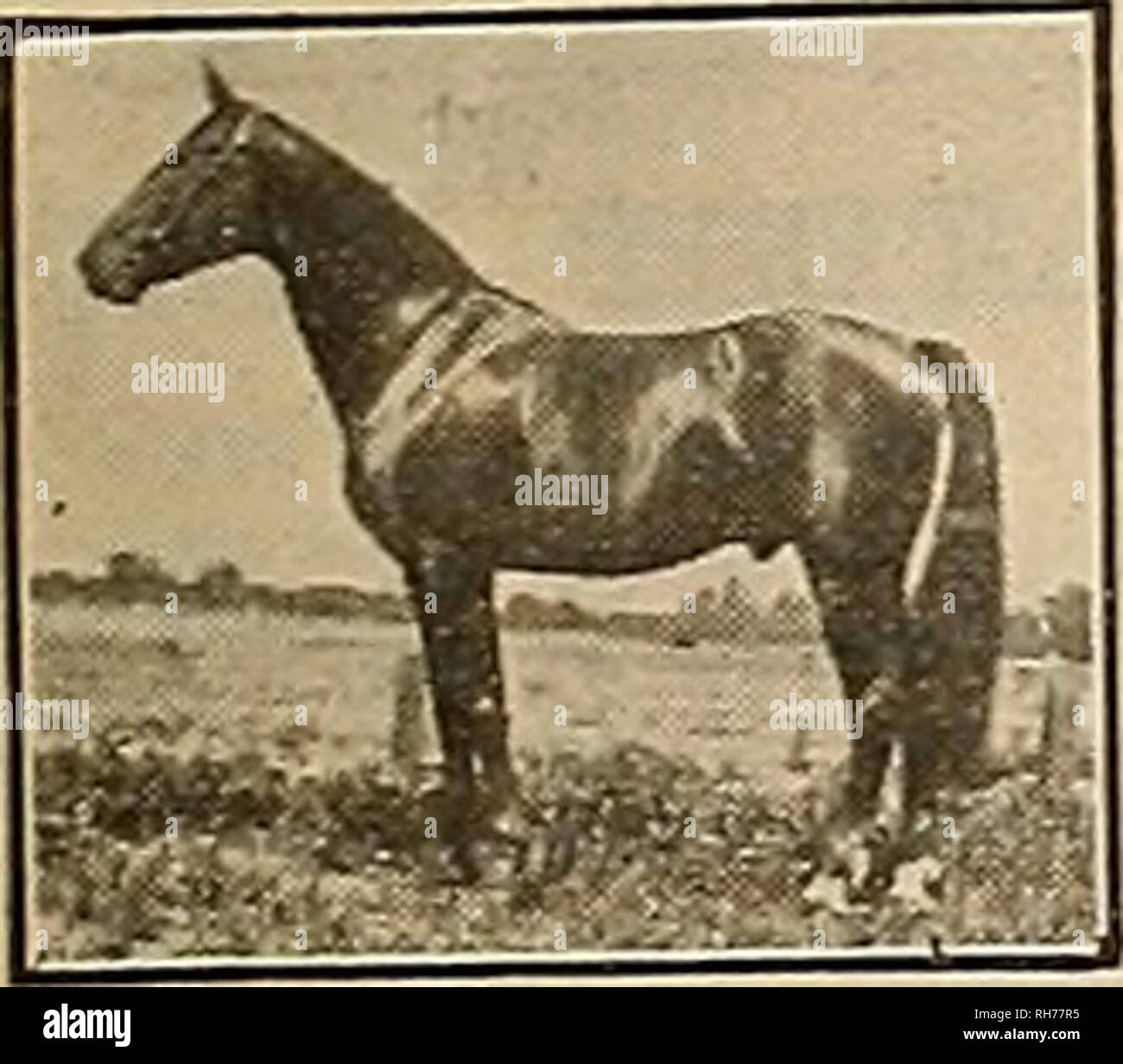 Sheepshead bay park hi-res stock photography and images - Alamy