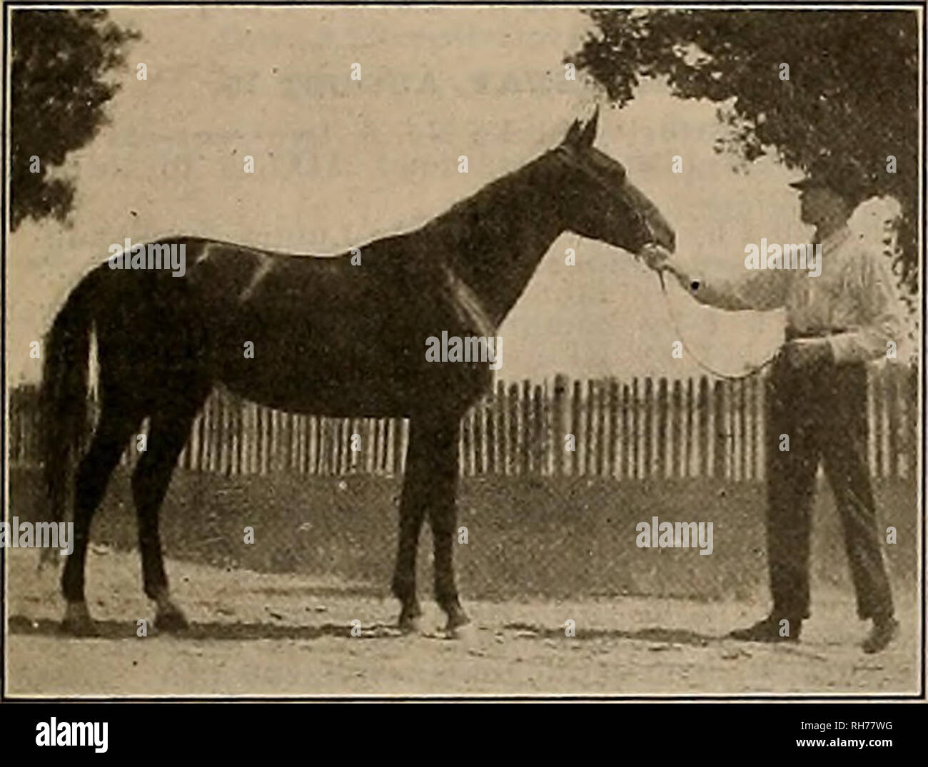 . Breeder and sportsman. Horses. Saturday, August 24, 1907.] THE ...