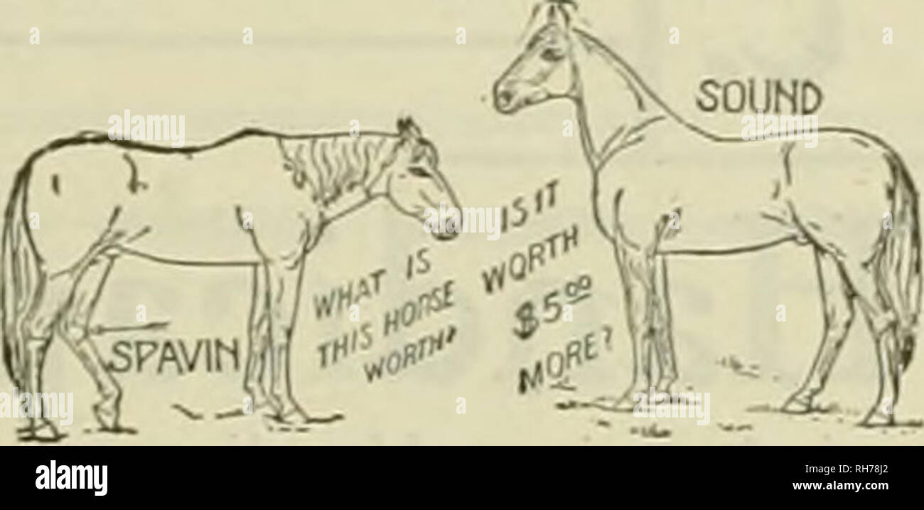 Horse hair loss hi-res stock photography and images - Alamy