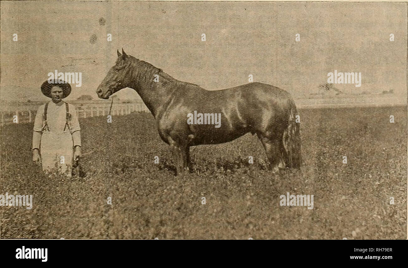 Durham shorthorn cattle hi-res stock photography and images - Alamy