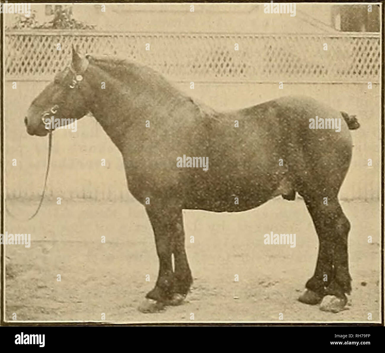 1904 fowler hi-res stock photography and images - Alamy