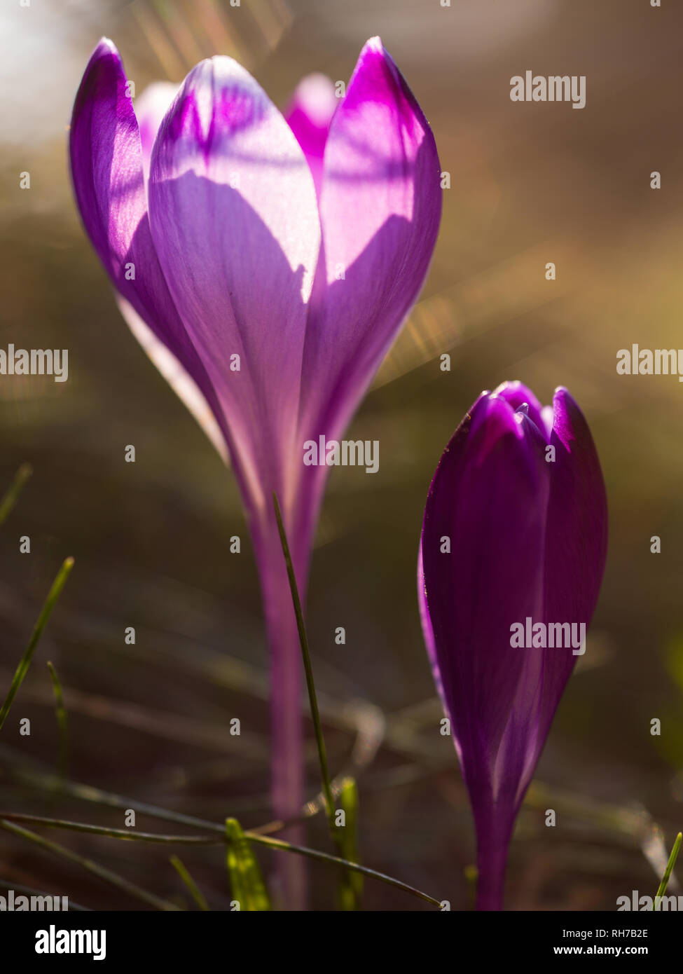 First spring flowers iris blue flower march flowers spring hi-res stock ...