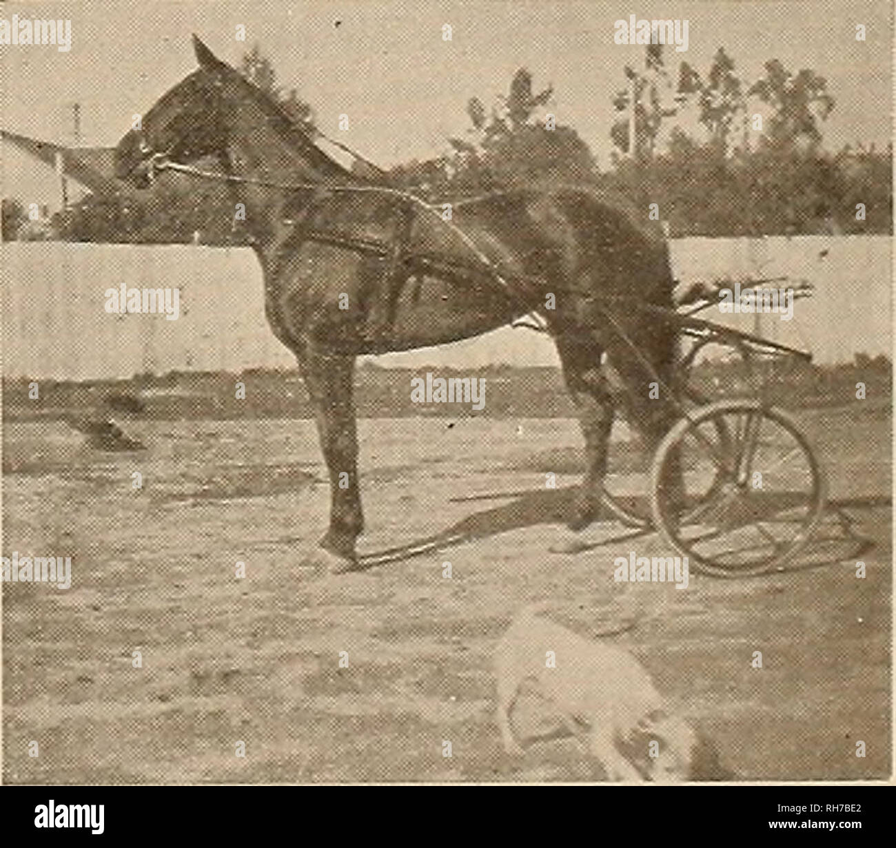 Sulky drivers hi-res stock photography and images - Alamy