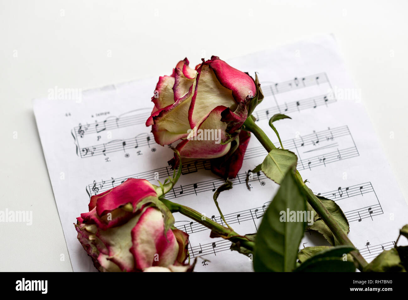 Memories of dead hi-res stock photography and images - Alamy