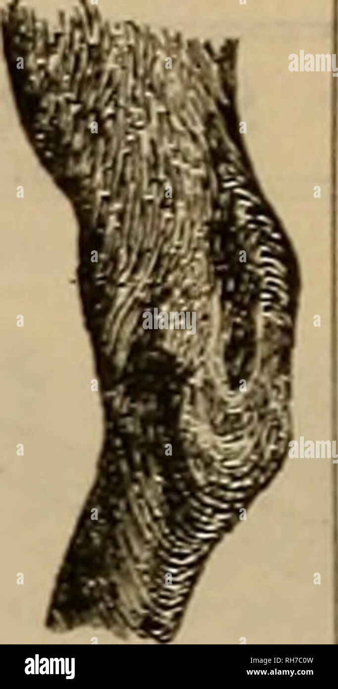 Bog spavin horse hi-res stock photography and images - Alamy