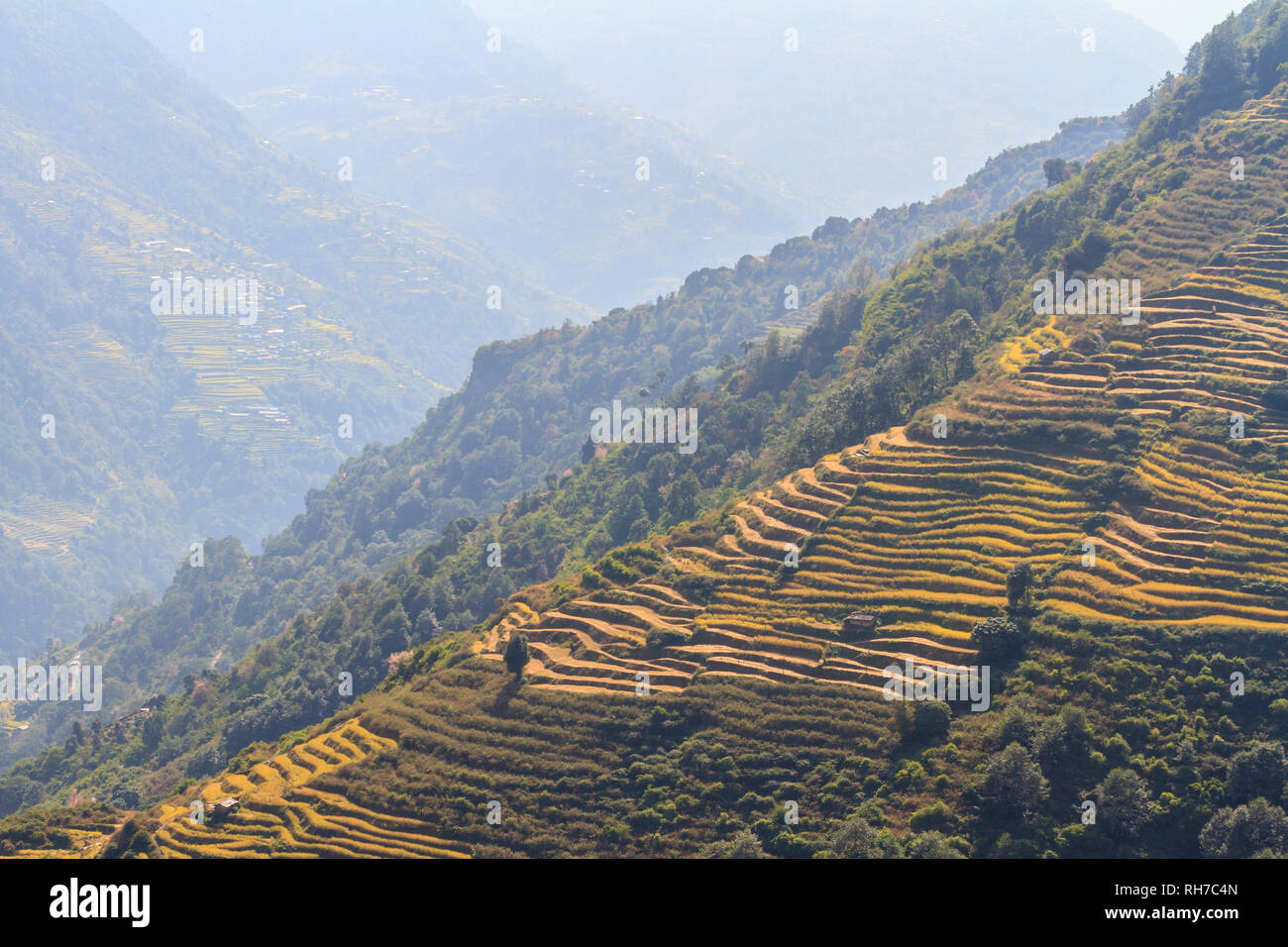 Rice fields on terraces in Himalaya, Nepal. Rural landscapes Stock ...