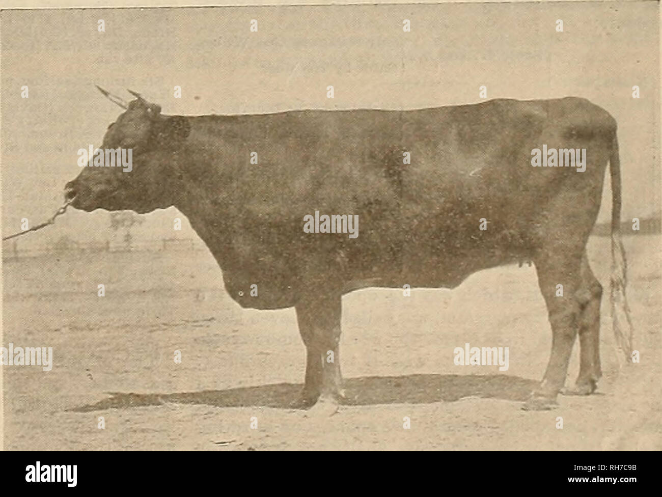 Durham cow 1 hi-res stock photography and images - Alamy