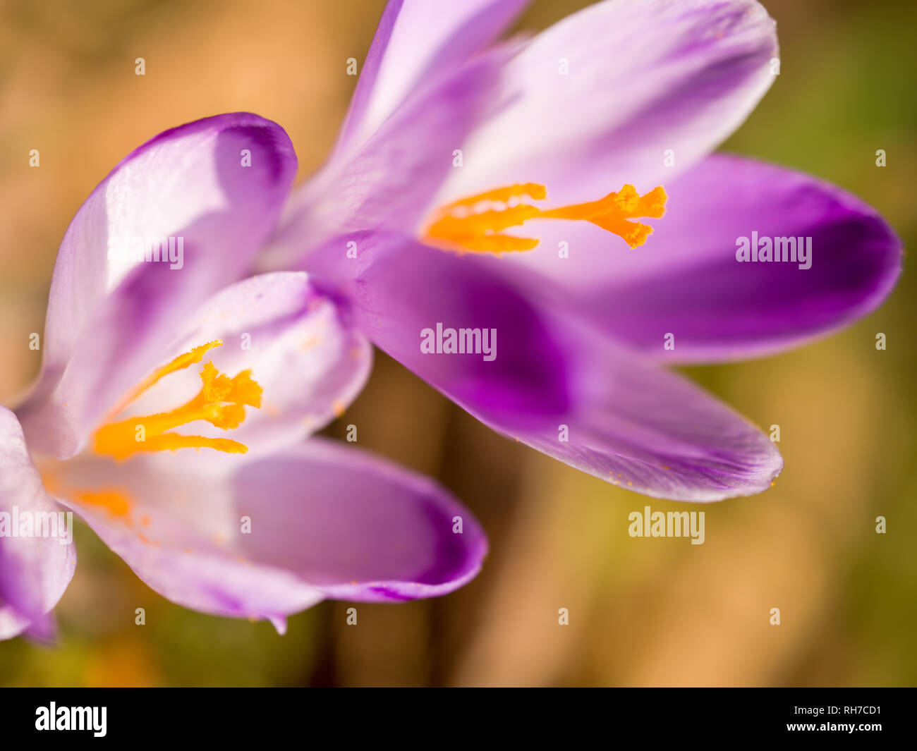 First spring flowers iris blue flower march flowers spring hi-res stock ...