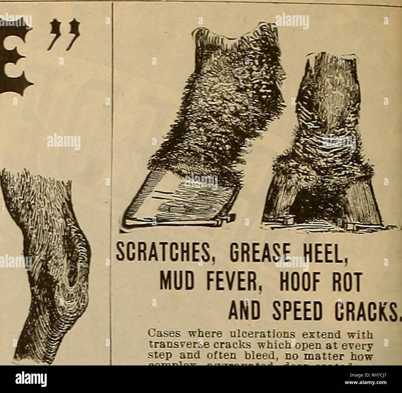 . Breeder and sportsman. Horses. BONE SPAVIN, BOQ SPAVIN, THOROUGHPIN ...