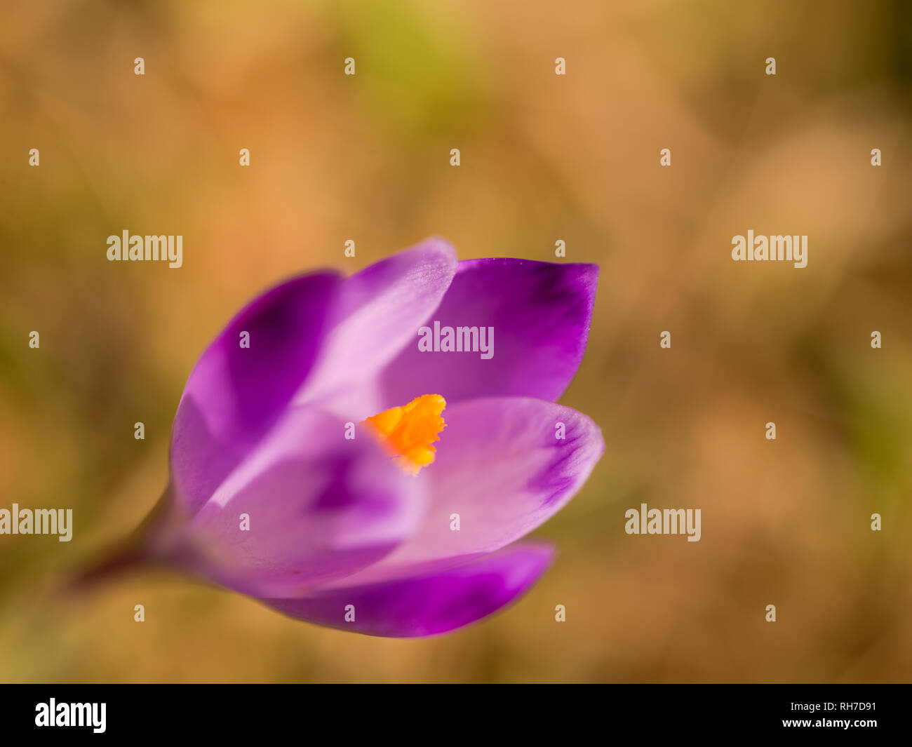crocus purple flower first sign of spring Stock Photo - Alamy