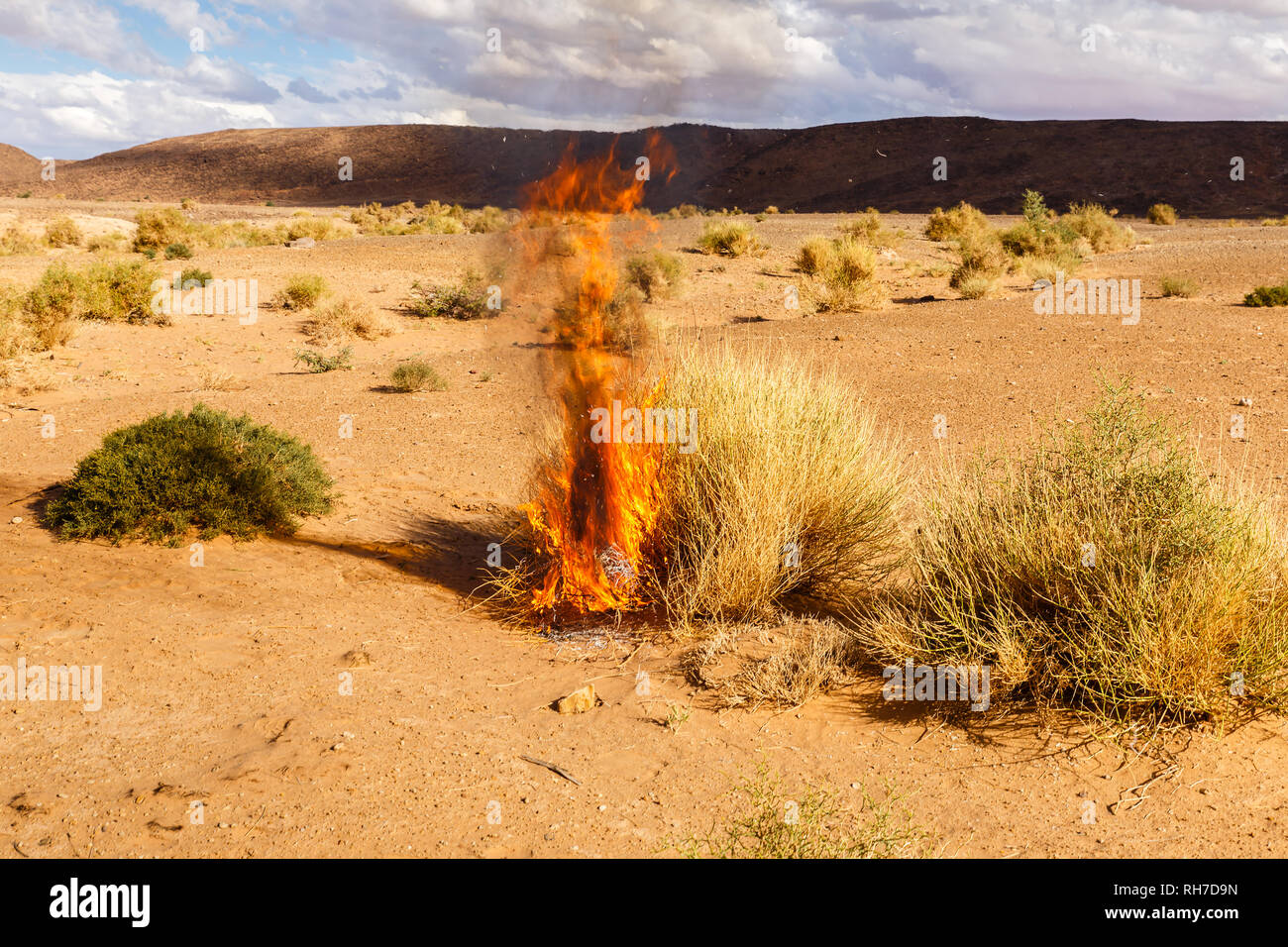 Burning Desert Bush High Resolution Stock Photography and Images - Alamy