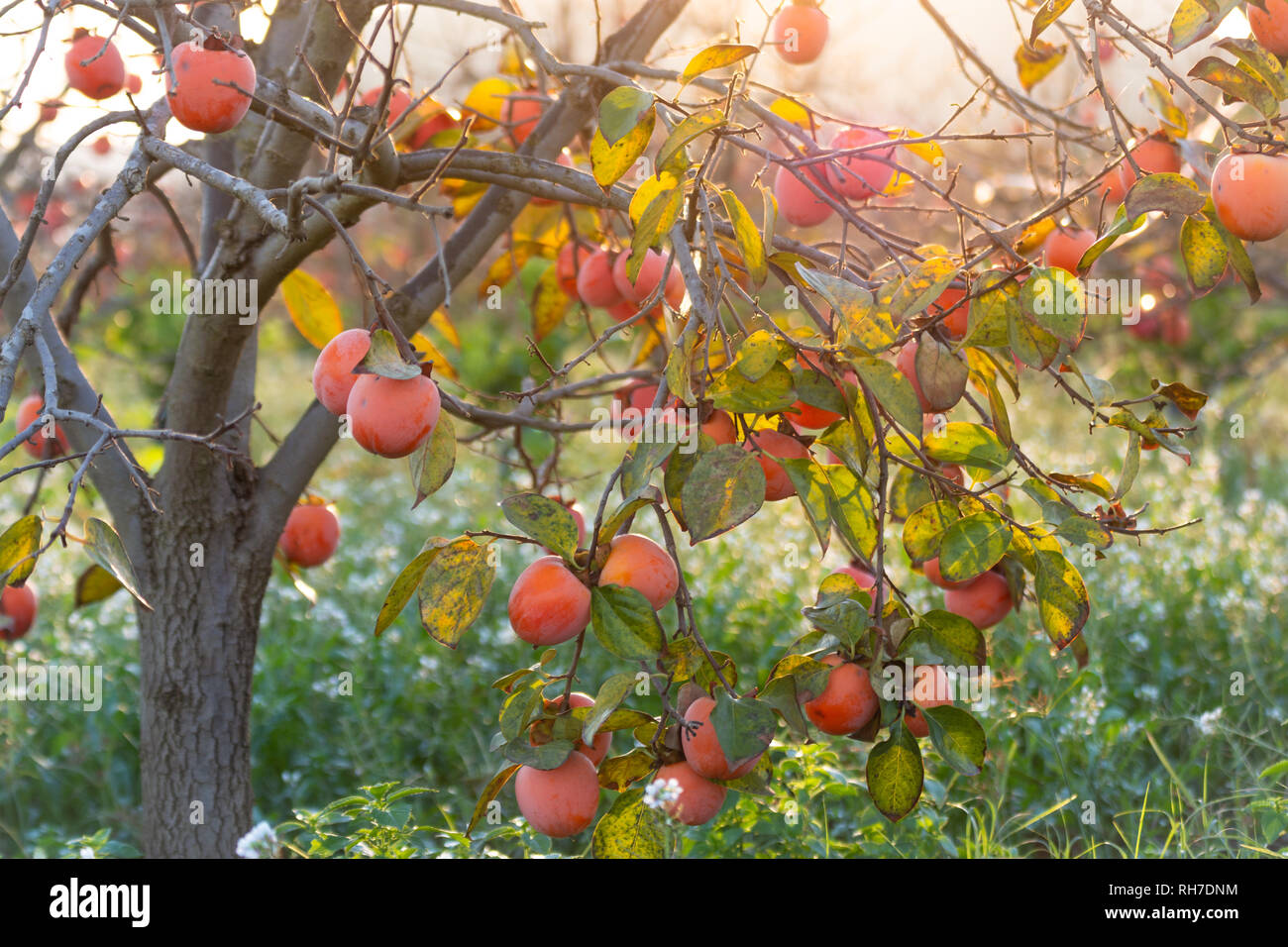 Sweet persimmons on trees in autumn in Spain at sunrise Stock Photo - Alamy