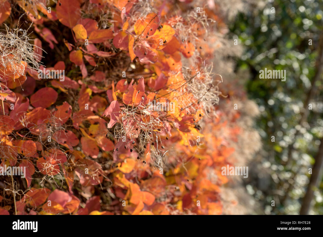 Smoke tree hi-res stock photography and images - Alamy