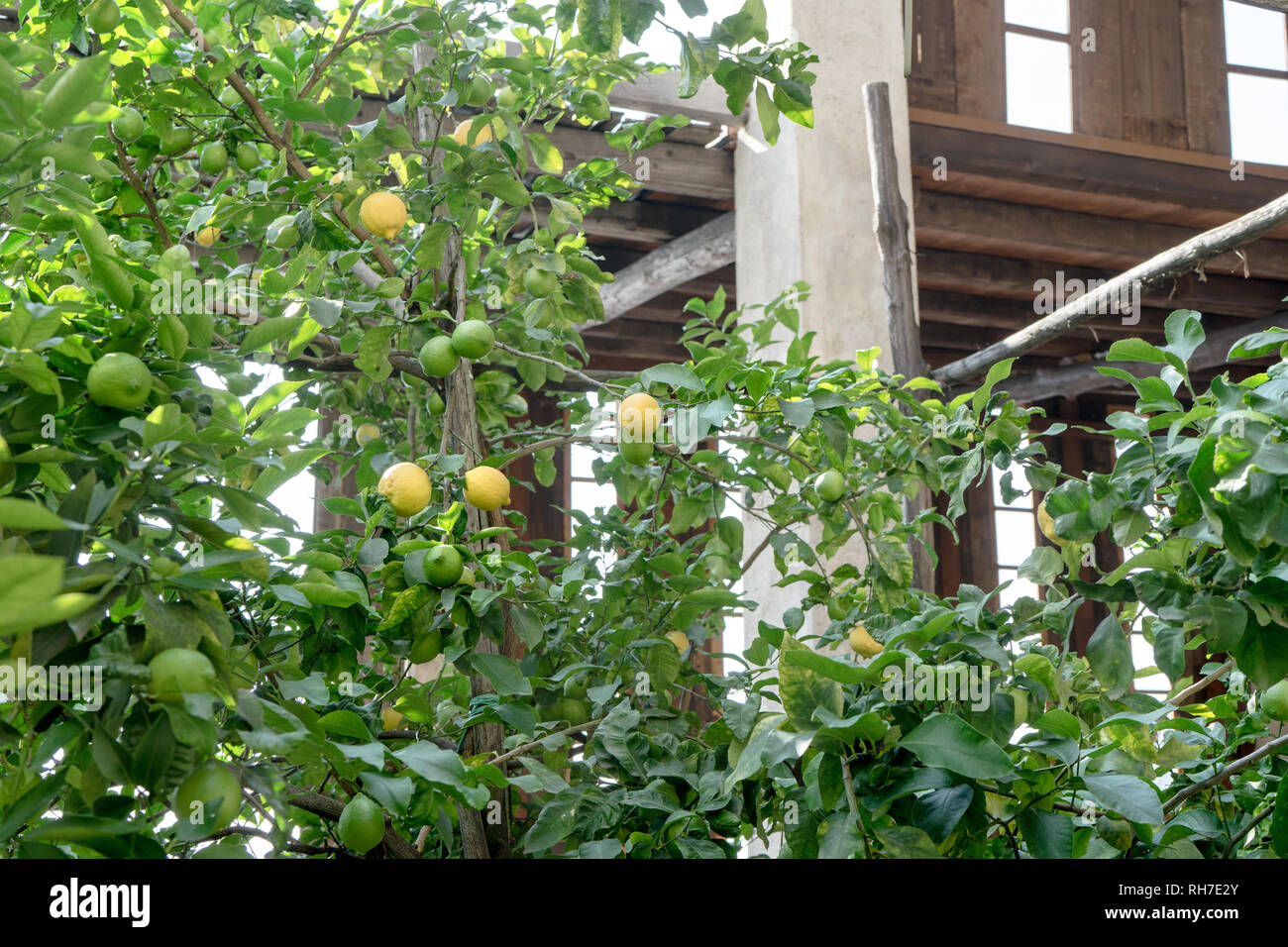 Lemon Lemons Greenhouse High Resolution Stock Photography and Images ...
