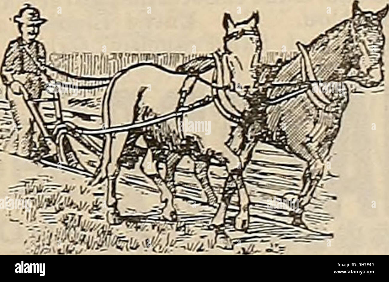 Cows following man hi-res stock photography and images - Alamy