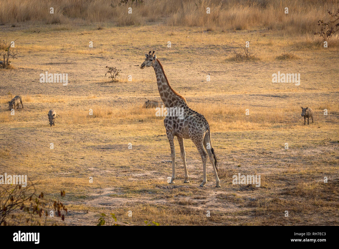 Giant giraffe hi-res stock photography and images - Alamy